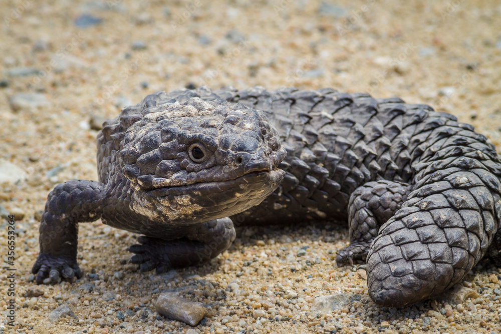 Stock-Foto „Shingleback, Two-Headed Skink, Stump-Tailed Skink, Bobtail ...