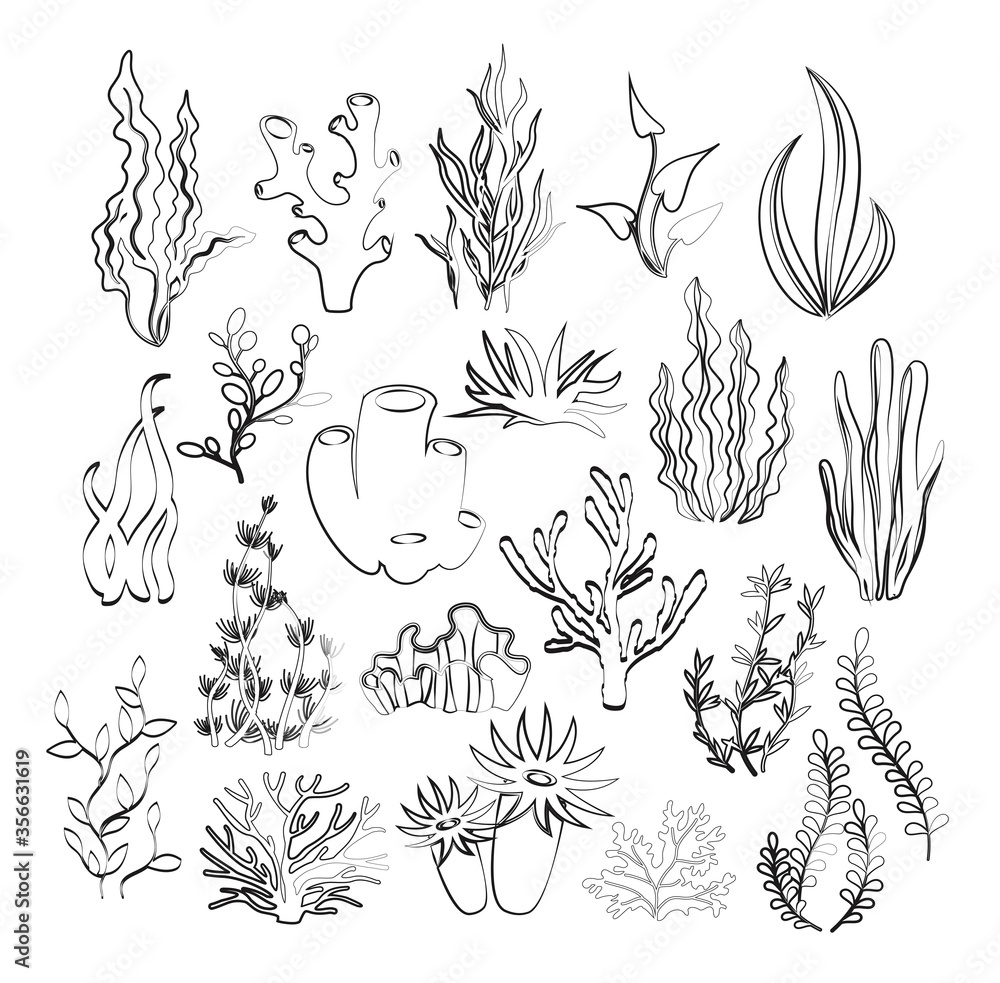 Vector illustration of outline seaweeds, planting, marine algae and ...