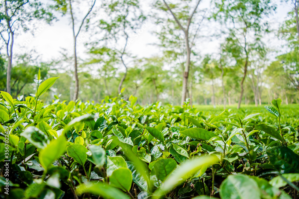 Green tea garden of Assam grown in lowland and Brahmaputra River Valley ...