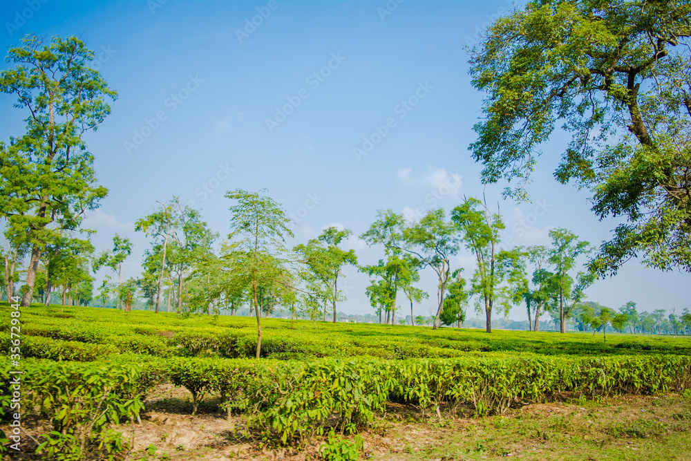 Green tea garden of Assam grown in lowland and Brahmaputra River Valley ...