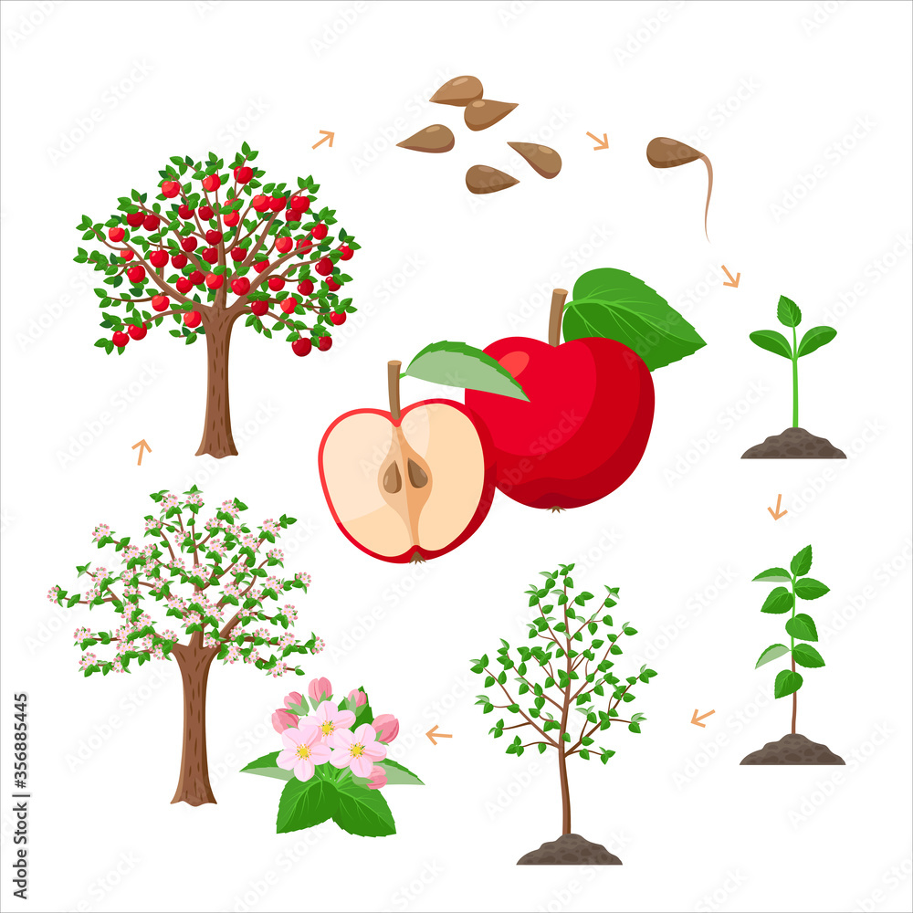 Apple tree life cycle from seeds to ripe red apples, tree growing from ...