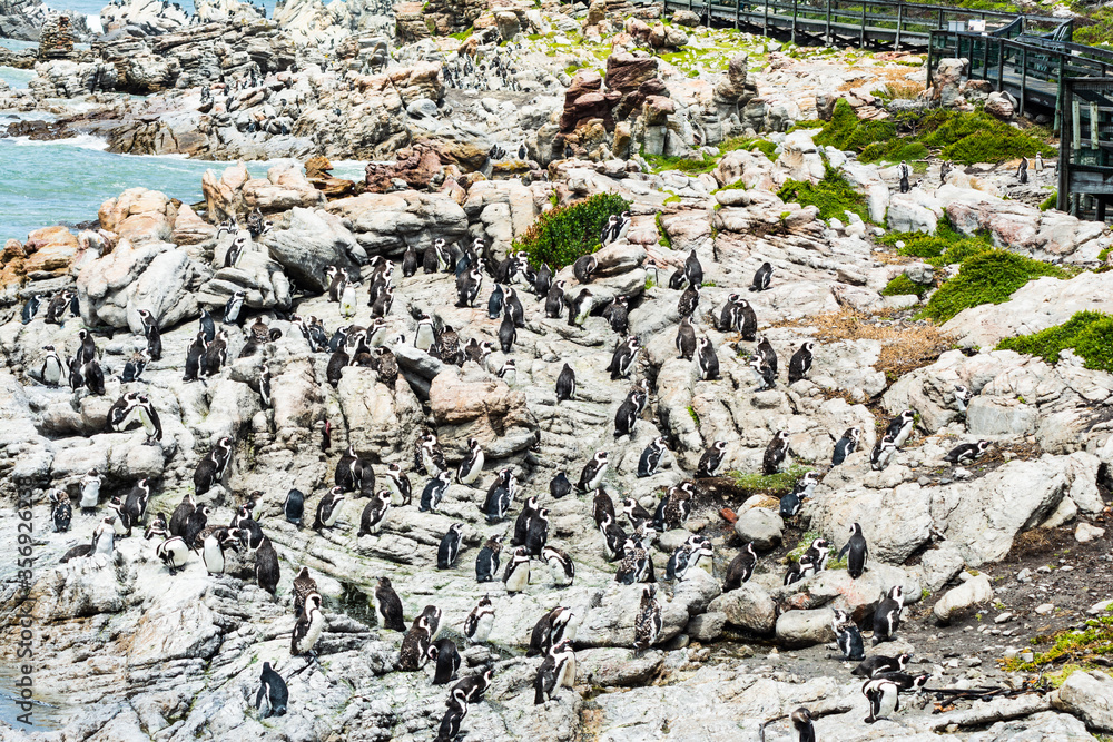 Penguins in Betty,s bay town in south africa, The famous stony point ...