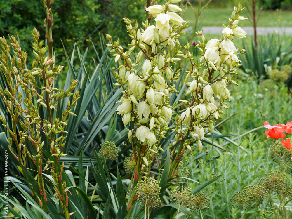 Yucca gloriosa - Magnificent white inflorescence on high stem of ball ...