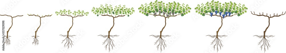 Annual growth life cycle of grapevine isolated on white background ...