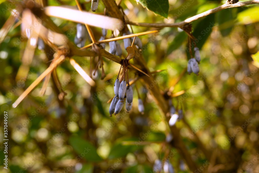 Honeysuckle berries. Honeysuckles are arching shrubs or twining vines ...