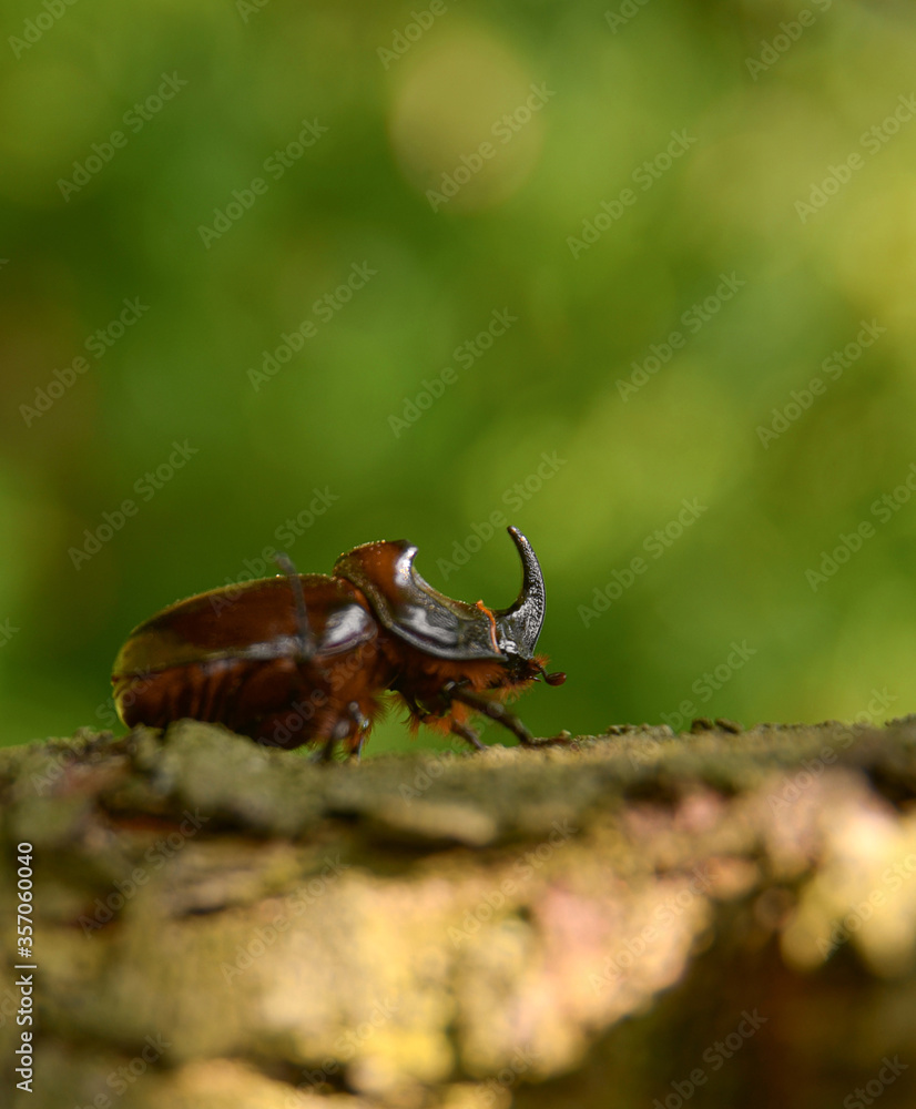 European rhinoceros beetle (Oryctes nasicornis holdhausi) Male with ...