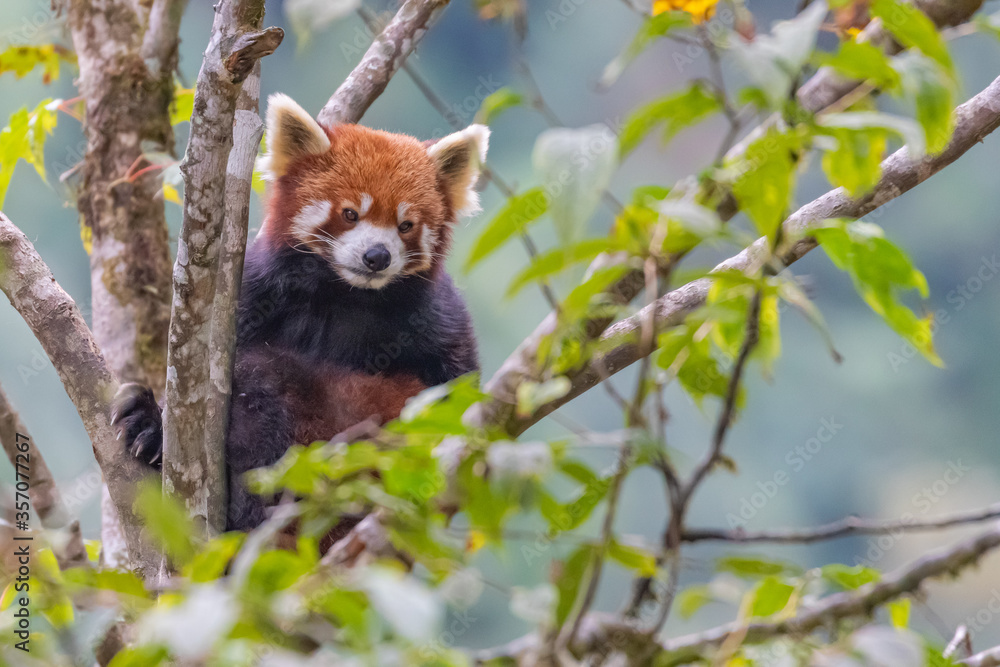 Red panda a rare endangered species found in eastern Himalayas and ...