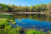 Country Pond In Spring Free Stock Photo - Public Domain Pictures