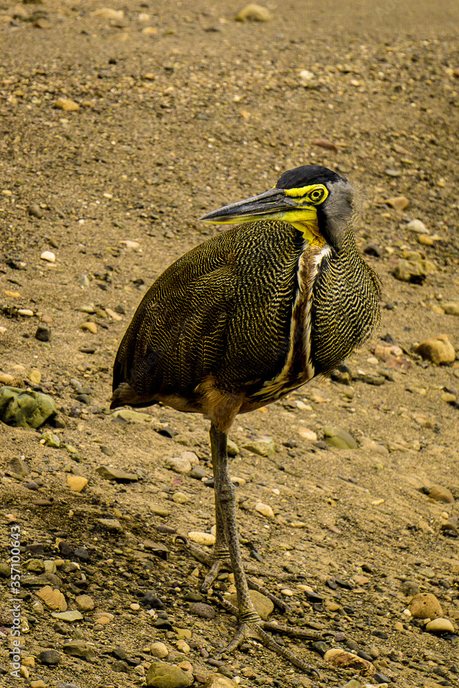 Exotic bird on Costa Rican beaches の Stock フォト | Adobe Stock