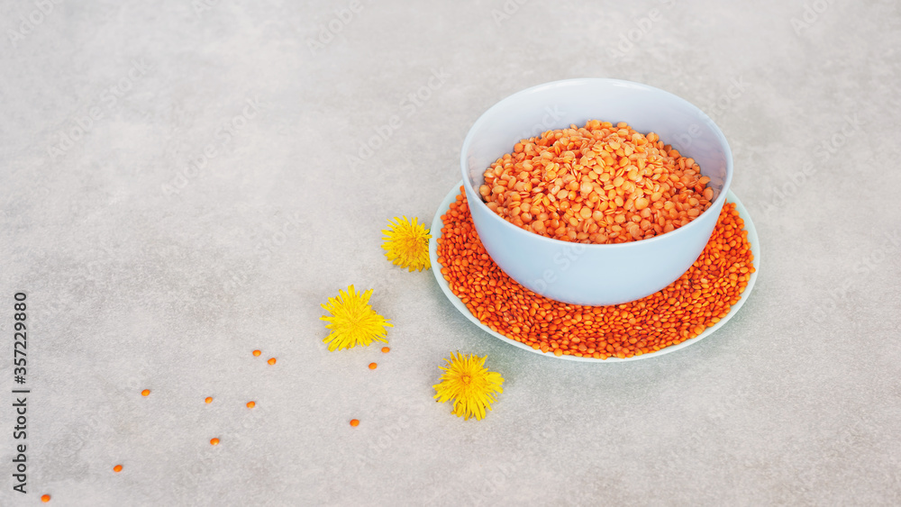 Red lentils ready for germination in a large light blue bowl. Dry ...