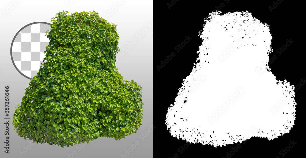 Cut out green hedge. Bush in summer isolated on transparent background ...