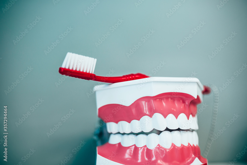 Human jaw model for demonstrating tooth brushing techniques Stock-foto ...