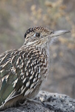 Roadrunner Close-up Free Stock Photo - Public Domain Pictures