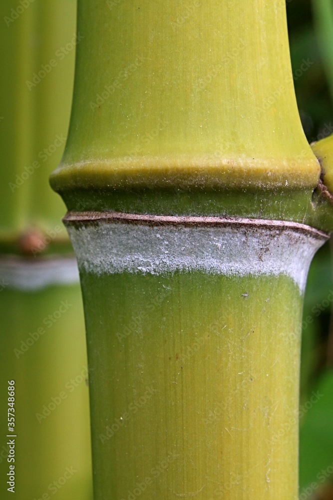 Detail of node and nodal ring with visible sheath scar on stalk of ...