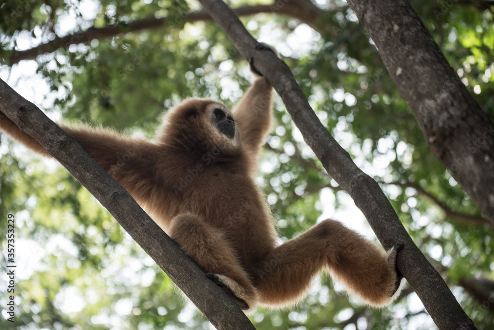 gibbon à mains blanche dans la forêt équatoriale, white-handed gibbon ...