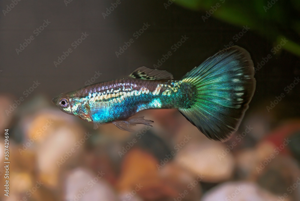 Стокове фото Guppy breeding form fancy guppy.The guppy (Poecilia ...