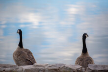 Two Canada Geese At Waters Edge Free Stock Photo - Public Domain Pictures