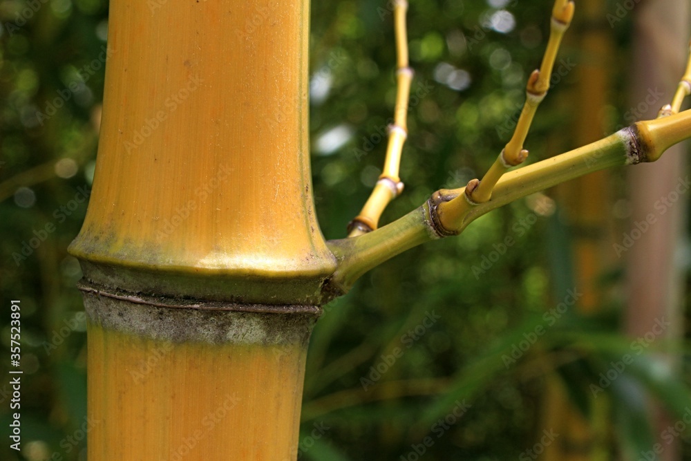 Detail of node and nodal ring with visible sheath scar on stalk of ...