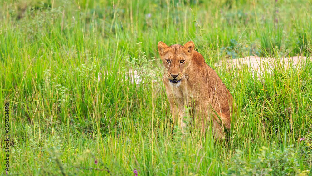 One lioness hiding in the tall green savanna grass at Murchison Falls ...