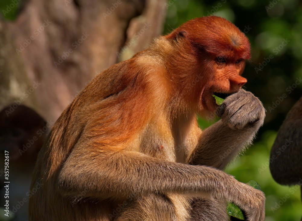 Photo Stock Malaysia. The long-nosed monkey or kahau — a species of ...