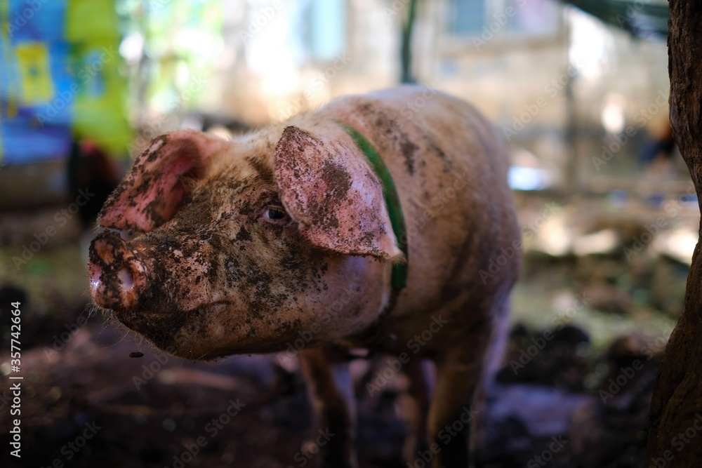 Pig. Life on the farm. Animal for food. Loves the dirt. Milk pig. Pink ...