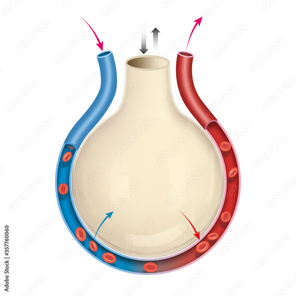 Ilustración de Stock Alveolus gas exchange. Diagram of the alveolus in ...