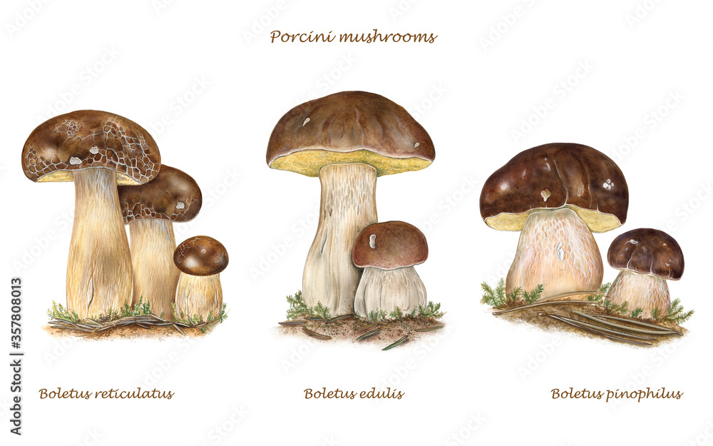boletus labeled
