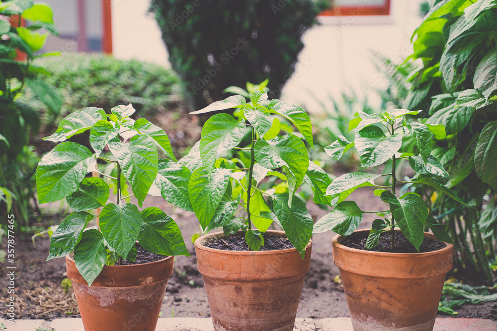 Three Trinidad Moruga Scorpion (Capsicum chinense) hot chili pepper ...