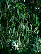 Western Australian Peppermint Tree Free Stock Photo - Public Domain ...