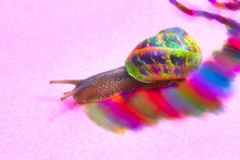 Rainbow Snail Free Stock Photo - Public Domain Pictures