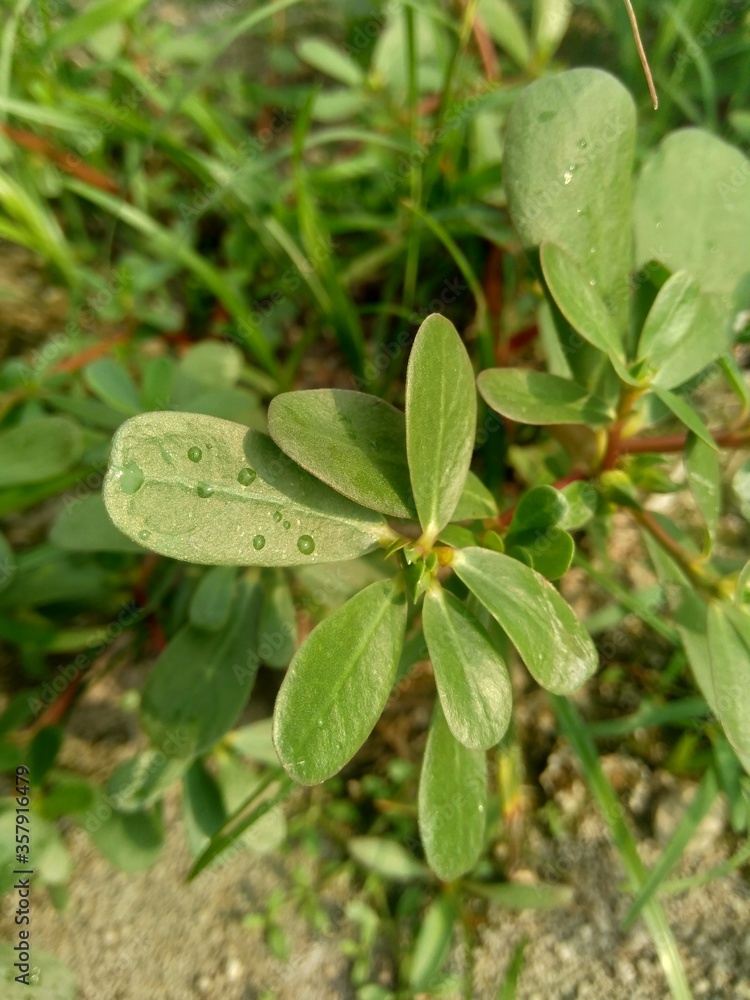 Portulaca oleracea (also called krokot, gelang biasa, Resereyan, common ...