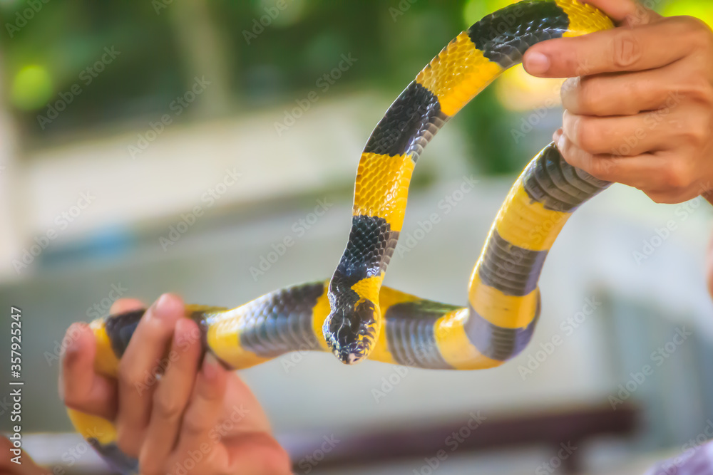 Banded Krait snake on a hand of the expert. The banded krait (Bungarus ...