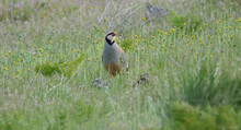 Chukar Bird In Brown Grass Free Stock Photo - Public Domain Pictures