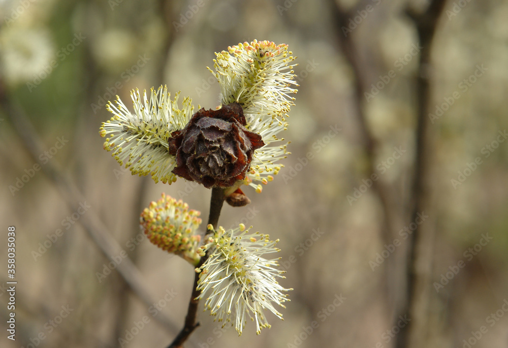 Foto de Stock Flowering branch of goat willow with willow rose. Rose ...