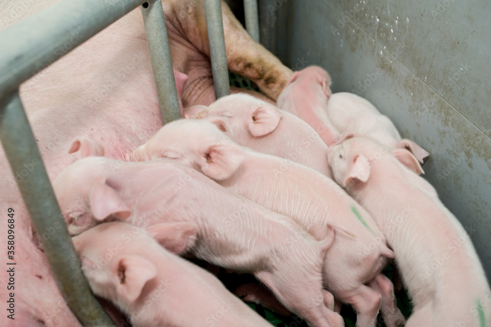Pig farm. Industrial breeding of piglets Stock Photo | Adobe Stock