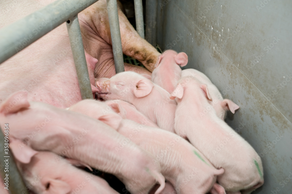 Pig factory farming is a subset of pig farming and of Industrial animal ...
