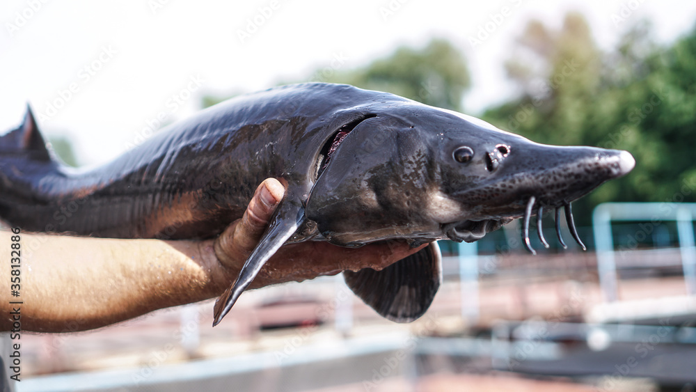 Beautiful big gray fish in the hands of a fisherman of a factory worker ...