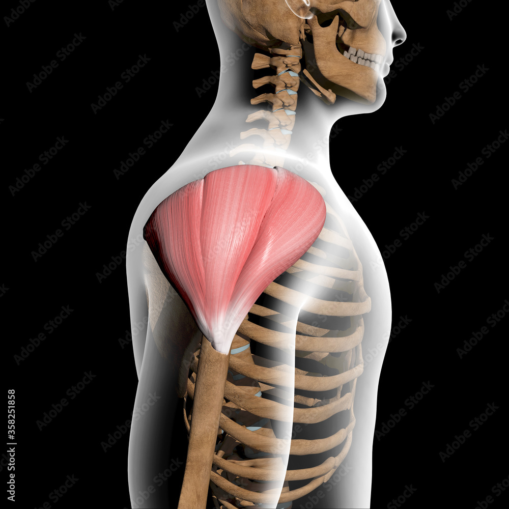 3d Illustration of the Deltoid Muscles on Xray Body Side View Stock ...