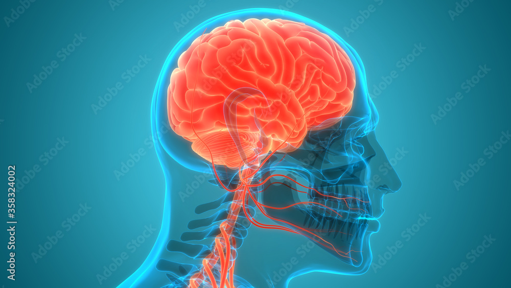 Central Organ of Human Nervous System Brain Anatomy Stock Illustration ...
