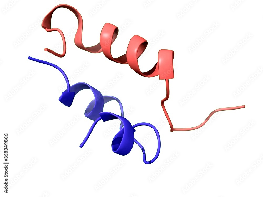 Bovine insulin, 3D-model of the heterodimer quaternary structure ...