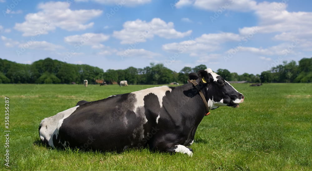 Eating and ruminating black-and-white cow lies relaxed in the green ...
