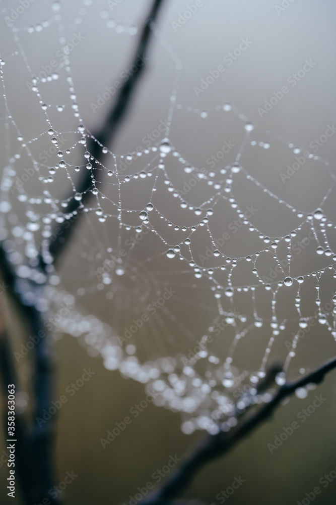 Macro shot of a toils of a spider with transparent dew drops on it. The ...