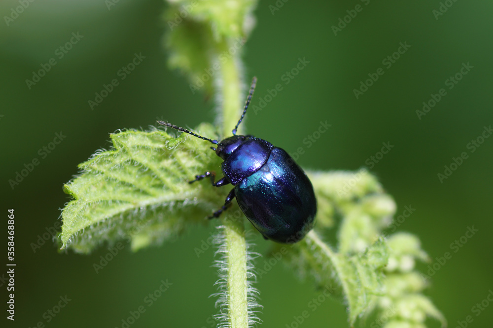 A blue mint beetle (Chrysolina coerulans) of the family leaf beetles ...