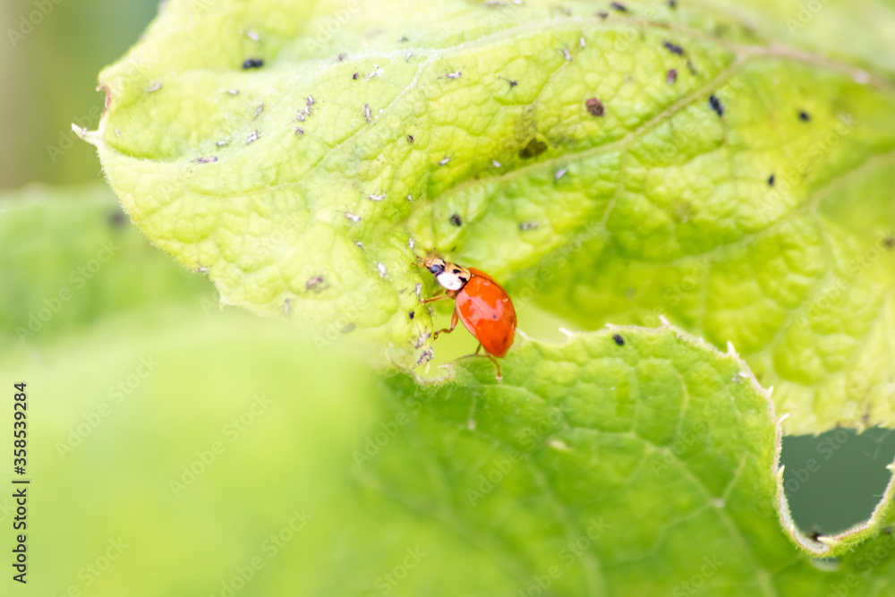 Cute little ladybug with red wings and black dotted hunting for plant ...