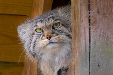 Pallas Cat Portrait Szabad kép - Public Domain Pictures