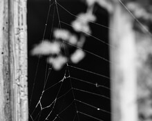 Debris Caught In Spider Web Free Stock Photo - Public Domain Pictures