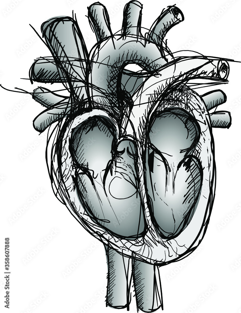 Pen sketch of the human heart with main veins and arteries. Shown in ...