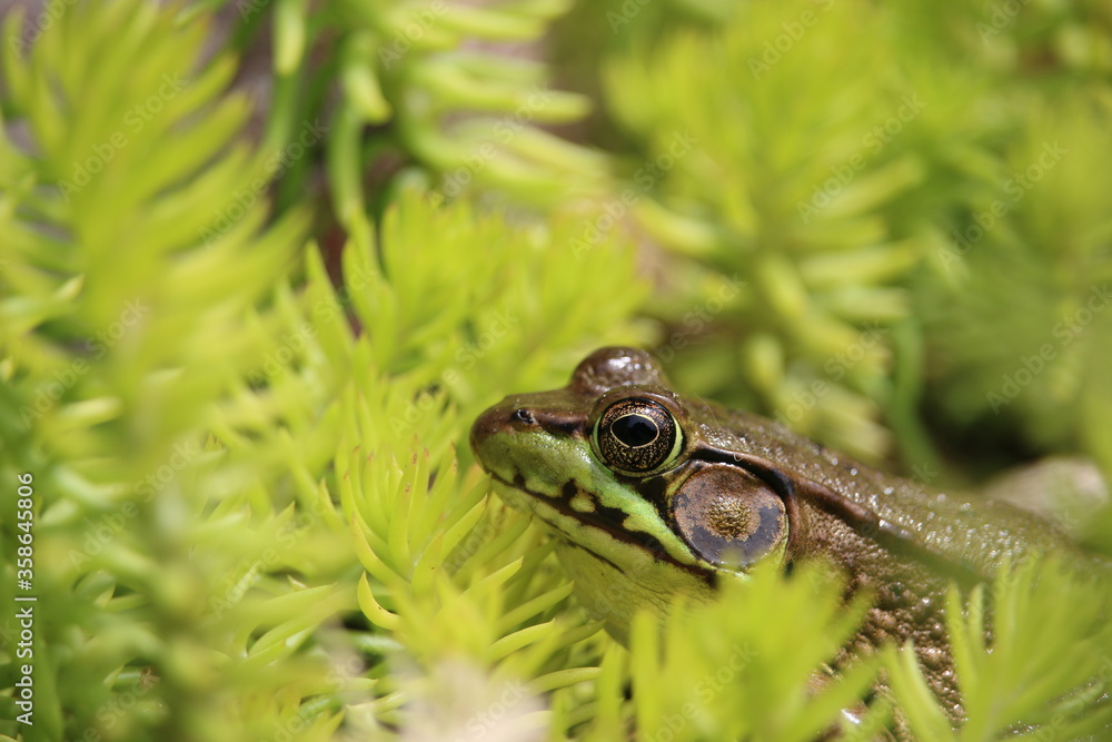 Pond frog camouflaged blending in with the greenery surrounding it ...