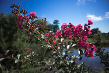 Crape Myrtle Bush Free Stock Photo - Public Domain Pictures