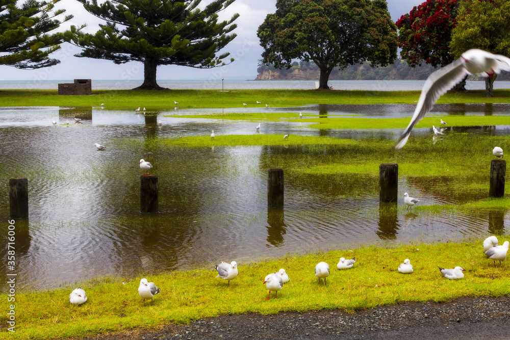 Seagull Birds Flock and Landscape Scenery of Shakespear Regional Park ...